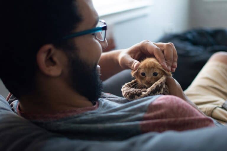 Mon chat a les oreilles chaudes : dois-je m'inquiéter
