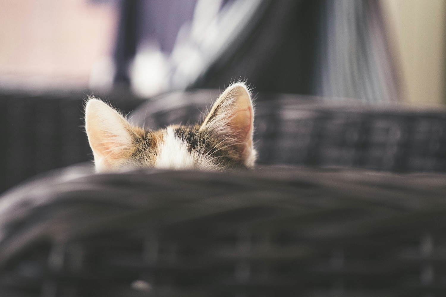 Mon chat a les oreilles chaudes : dois-je m'inquiéter